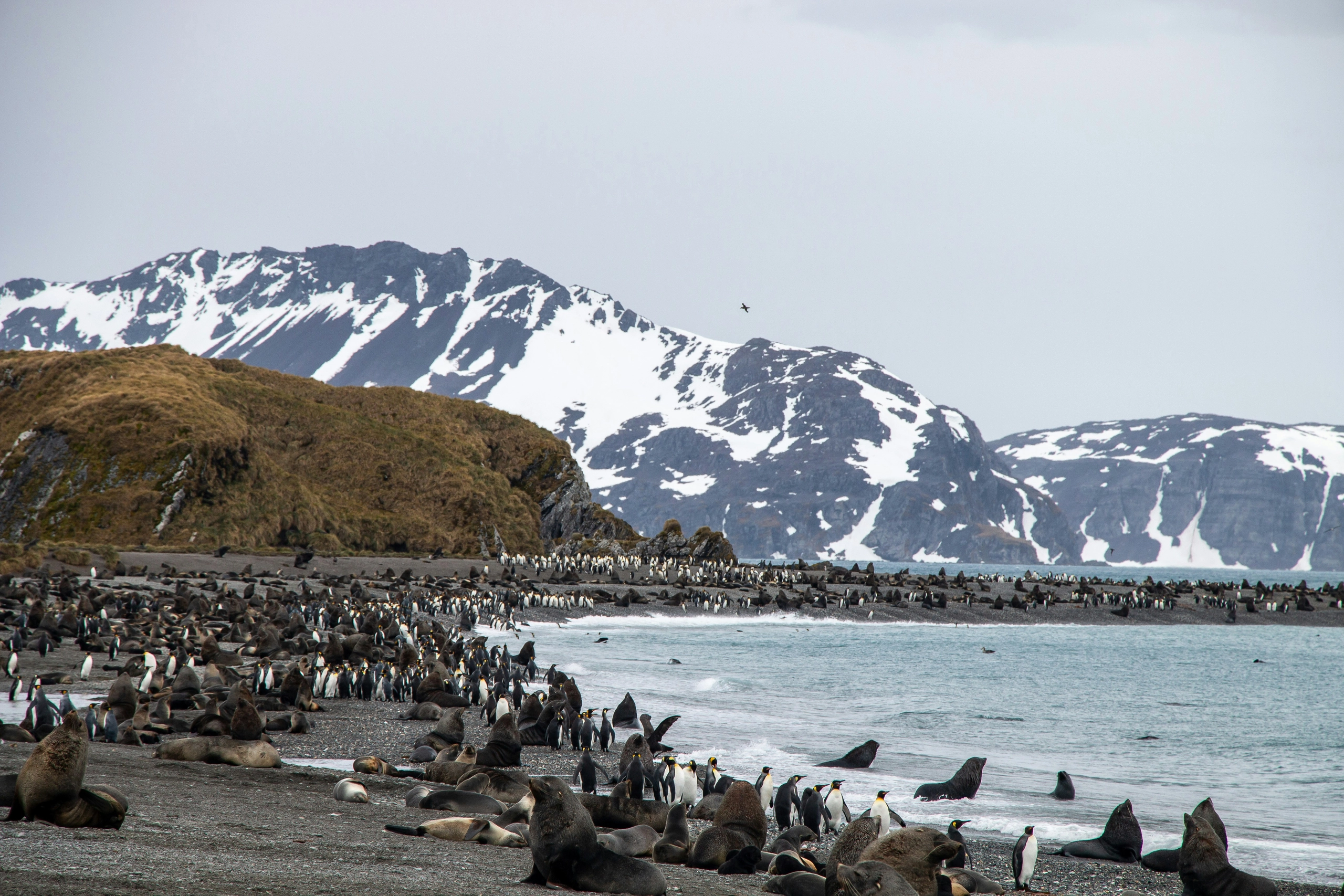 Trump Slaps Tariffs on Australia’s Remote Penguin-Filled Islands