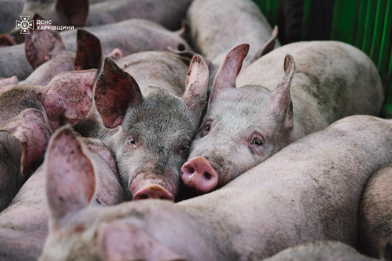 Russian Strike Kills 13,000 Pigs in Ukraine