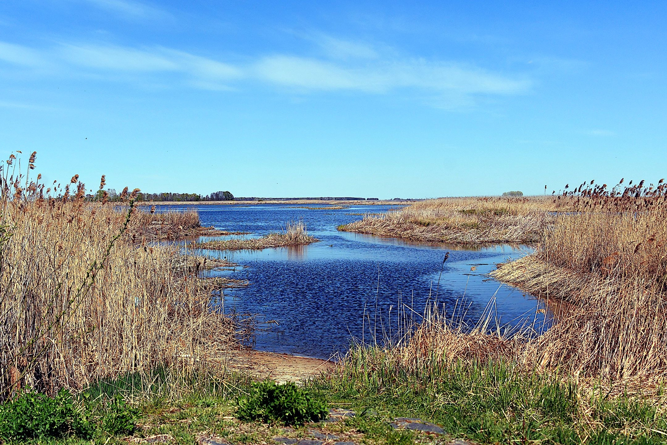 Chornobyl Wildlife, Nature is Mostly Thriving 40 Years Post-Accident